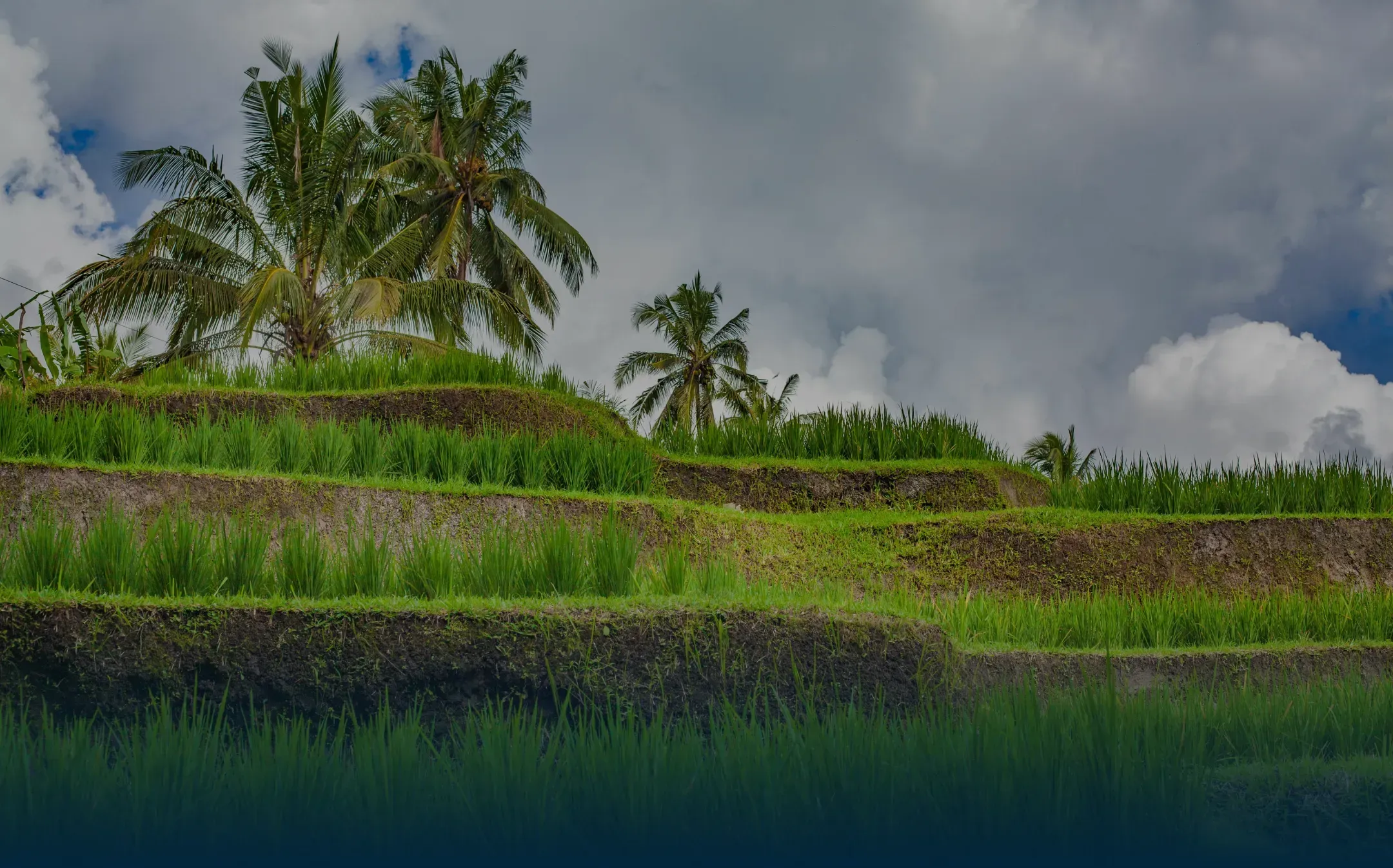 Bali Safari 9 nights and 15 dives Bali | DUNE